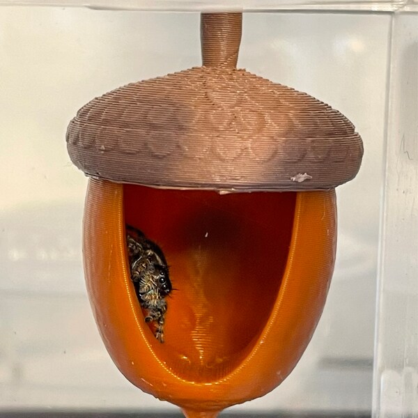 3D Printed Magnetic Acorn Spider Hide- Upgraded Sling Acorn Magnets! - Etsy