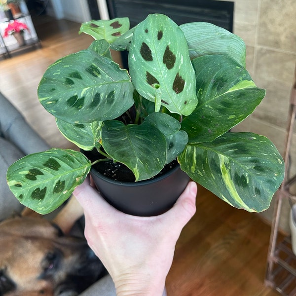 Maranta Variegated in a 4" Pot, Prayer Plant Maranta Leuconeura ...