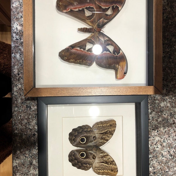 Real Framed Atlas Moth F in Custom Ash Shadowbox - Etsy