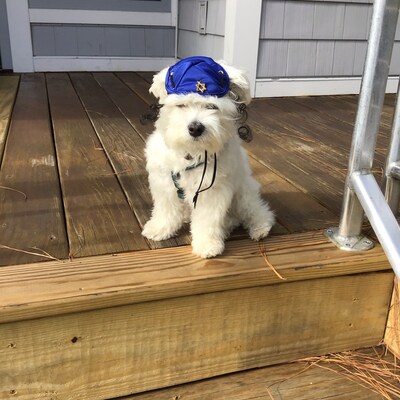 DOG KIPPAH Hanukkah Hat and Bow Set for Dog or Cat /hanukkah Pet Gift ...