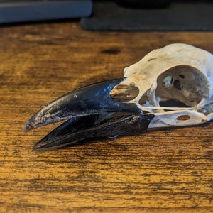 Crow Skull Real Natural Corvus Carone Raven Corvid Taxidermy Gothic ...
