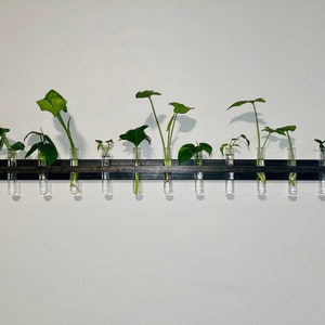 Mounted Wall Propagation Test Tube Vase Holder - Etsy