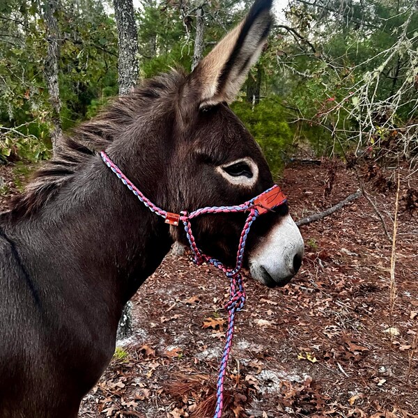 Custom Mule Tape Halter With Leather Nose Band and Matching Keychain - Etsy