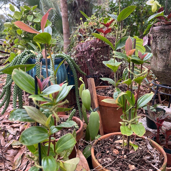 Royal Intenz Magnifica Medinilla Plant~~live Well Rooted Starter Plant ...