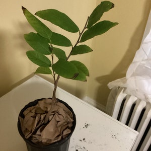 Fresh Whole Burdock Root, Gobo Root - Etsy