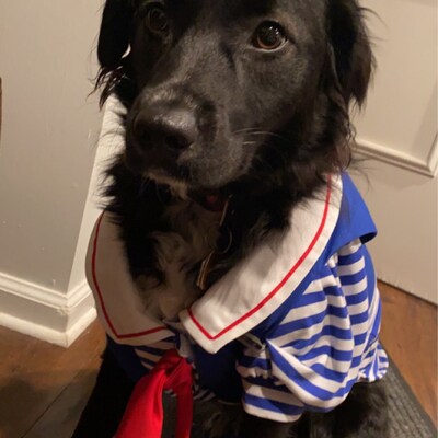 Stranger Things steve Dog Costume name Tag and - Etsy