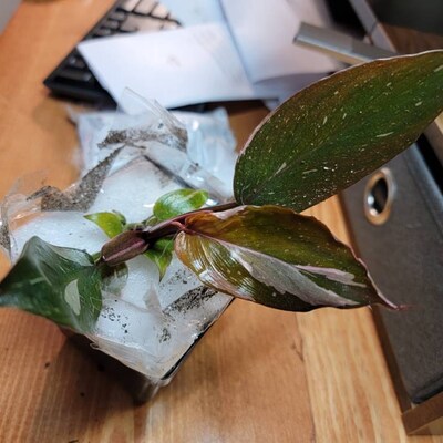 Luna Moth Enamel Pin Gold-tone Lapel Pin - Etsy