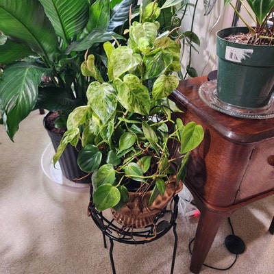 Epipremnum Aureum Carnival Teruno Series Pothos Fully Rooted Plant - Etsy