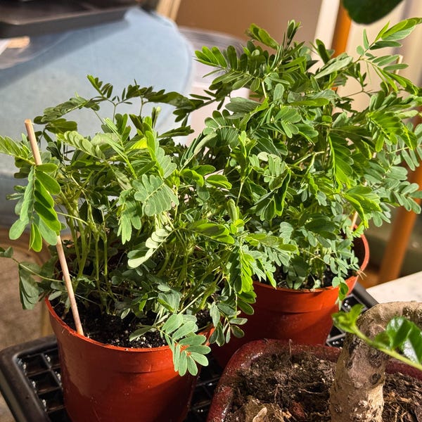 Sensitive Plant | Mimosa Pudica | Rare Plant | Tropical Plant | Live ...