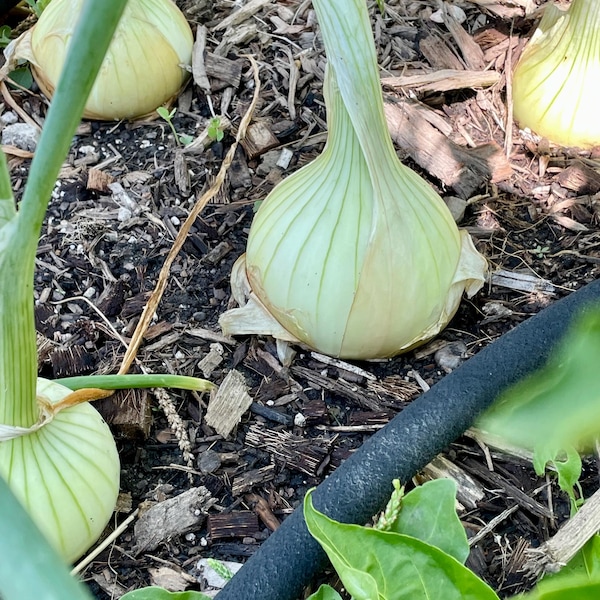 LORIENT SHALLOT Sets - Non-gmo Bulbs, Garden Seed Shallots ...