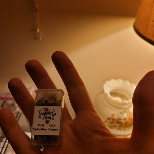 Holiday Spilanthes Buzz Button Flowers - Tingle Bells & Electric Love ...