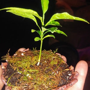 Treesagain Valencia Orange Tree - Citrus Sinensis - Starter Plug - Etsy