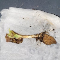 The Pink Koshu Grapes of Japan (yamanashi ) > 7 Fresh Seeds , Already ...