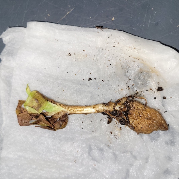 The Pink Koshu Grapes of Japan (yamanashi ) > 7 Fresh Seeds , Already ...