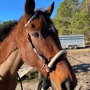 Complete Teal Bosal Bitless Bridle Set Rawhide Bisal and Teal - Etsy