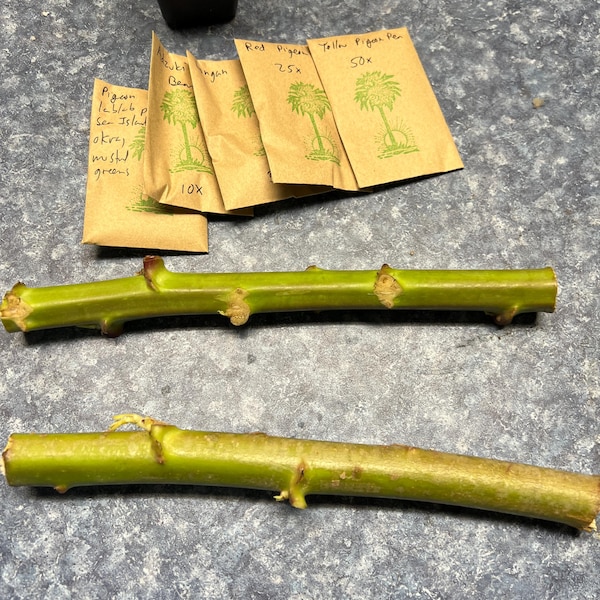 Organic Red PIGEON PEAS Gunga Pea 50 Seeds Cajanus Cajan Gandul Lazaro ...