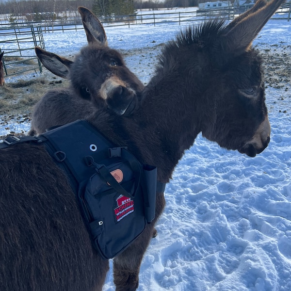 Miniature Horse and Donkey Backpacks - Custom Patches and Accessories ...