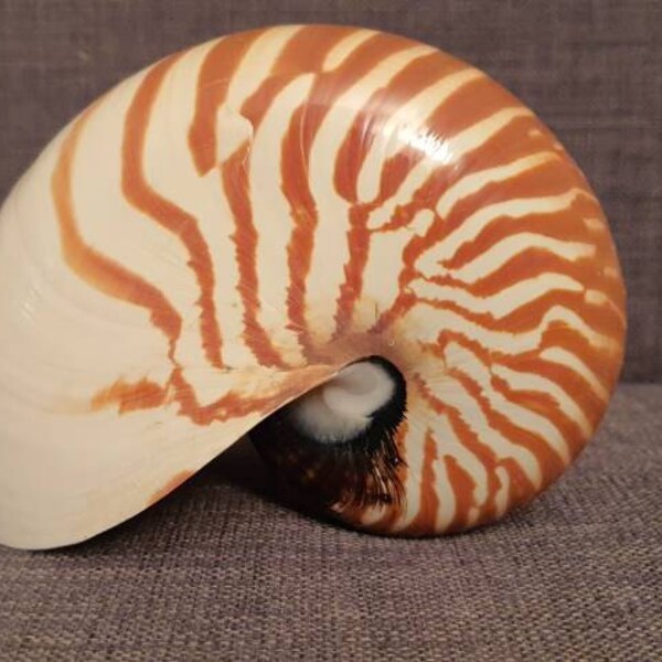 Mother-of-pearl Bowl, 30-32cm Long Mother-of-pearl Bowl, Beautiful ...