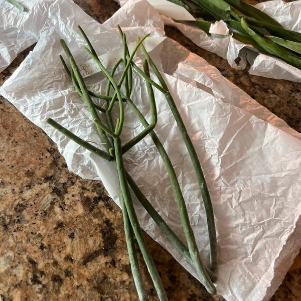 Rhipsalis Cereuscula, Rice Cactus, Coral Cactus Plants 4” Pot and 4 ...