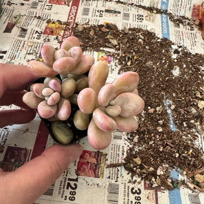 Rare Pink Moonstone Succulents, Pink Pebble Rosette Plants, Pachyphytum ...