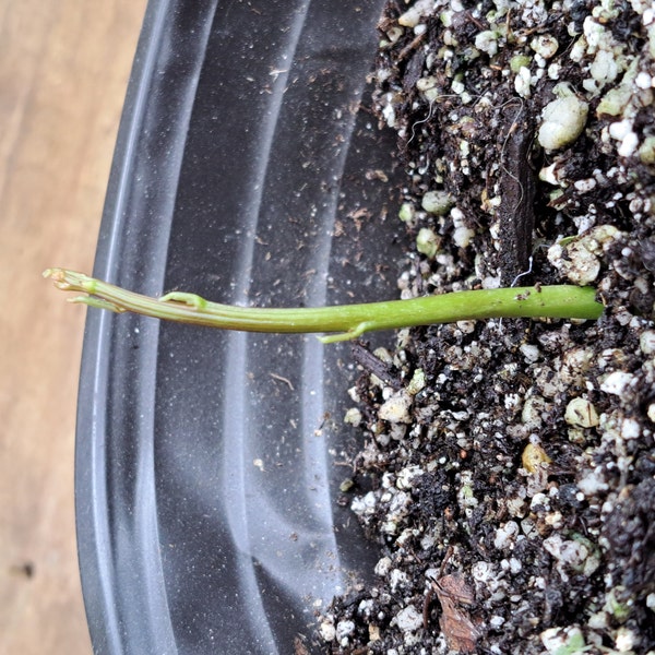 Tropical Seeds-st. Thomas Bean 2 Rare Giant Seeds see Listing tropical ...