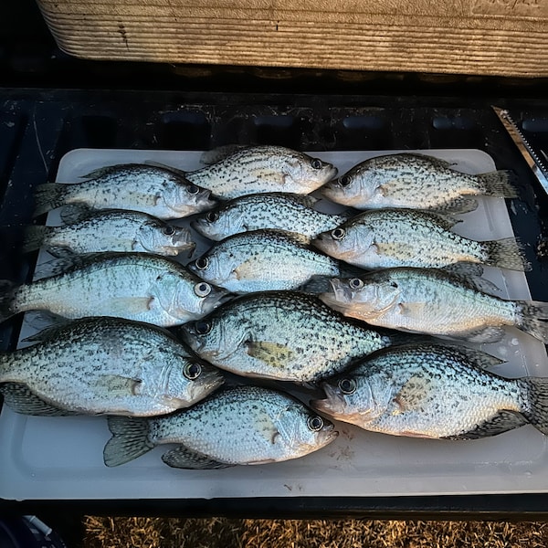 Crappie Jig - Grey Ghost - Etsy