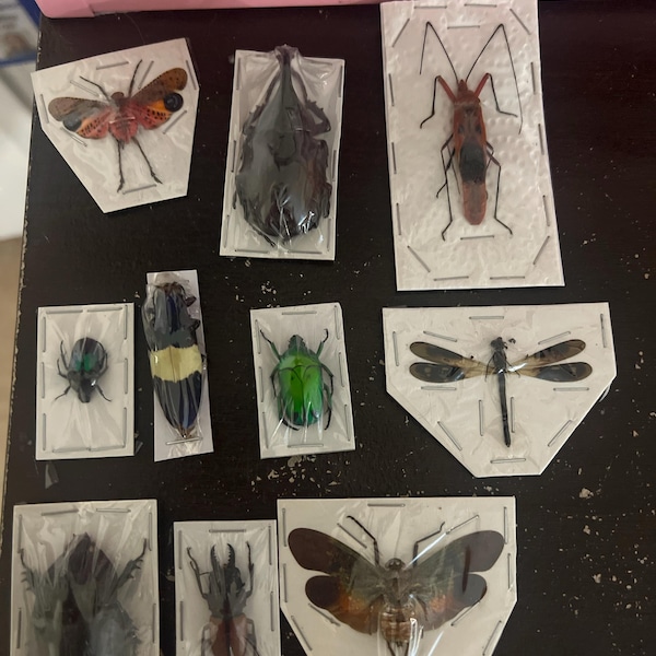 REAL Assorted Bugs and Beetles! Cool Insect Species From Around the ...