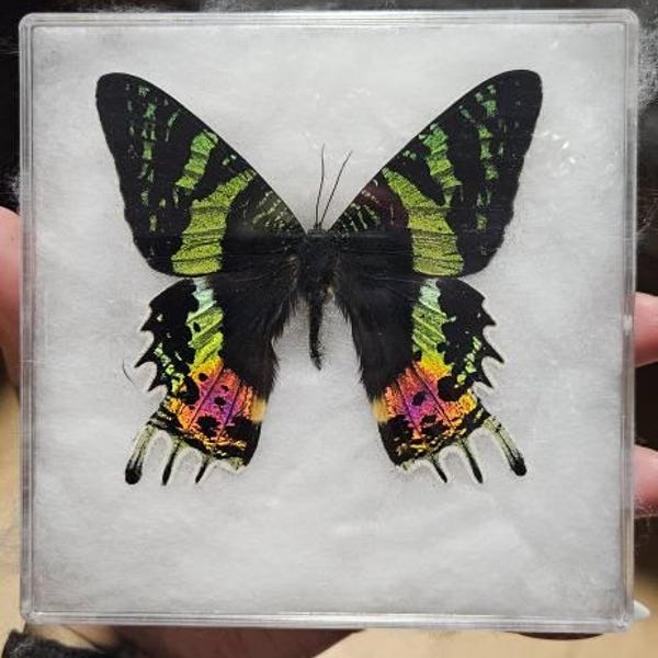 Real Sunset Moth From Madagascar – Chrysiridia Rhipheus – A1 Quality ...