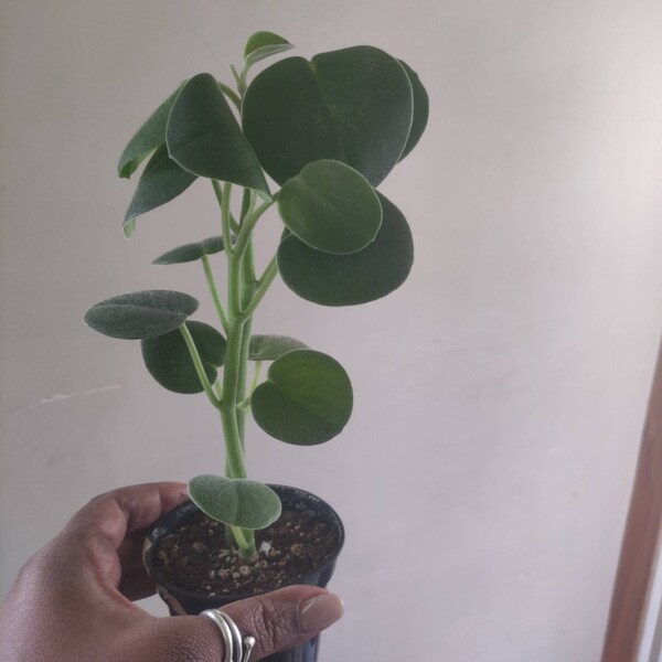 Peperomia Incana ~ Felted Pepperface ~ 3" Pot ~ Grower's Choice - Etsy