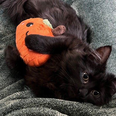 Plush Pumpkin Stuffed Pumpkin Plush Halloween Decor Stuffie Halloween ...