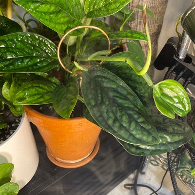 Monstera Peru in 6 Pot, Rare Plant, House Plant - Etsy