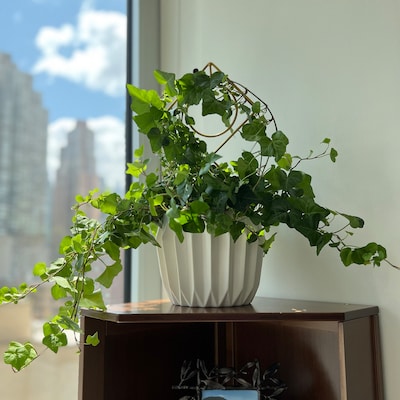 LIVE 6 Pot Ivy Plant, Hedera Helix, Plant Gift for Home, Dad Christmas ...
