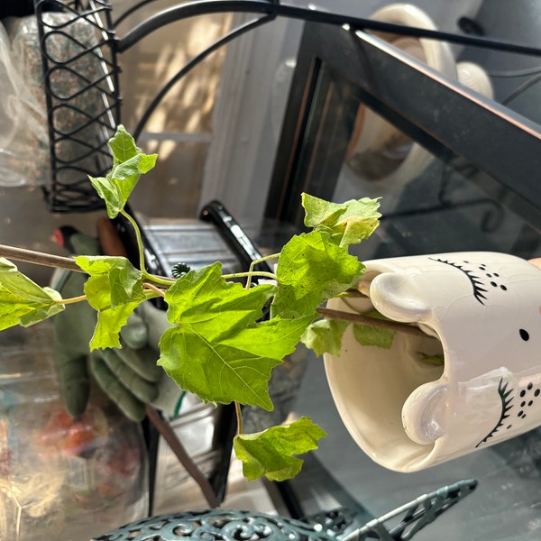 25 Four O'clock 'salmon Sunset' Mirabilis Jalapa Seeds "salmon Pink ...