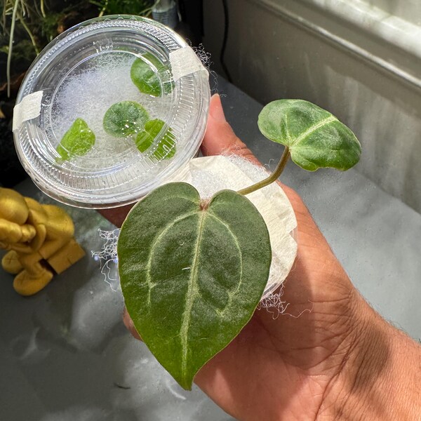 Hoya Chinghungensis- Rooted- Actively Growing- Large Cutting ...