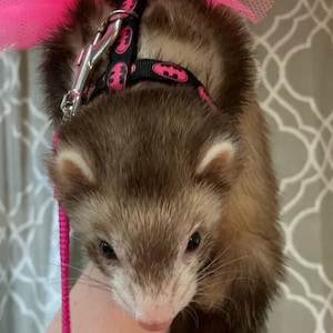 Ferret Harness Set With Leash Marble | Etsy