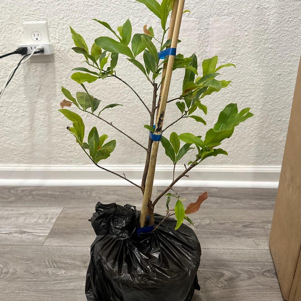 Strawberry Tree- 1 Gallon- 2 Feet Tall- Muntingia Calabura- Jamaican Cherry- Exotic Fruit Tree ...