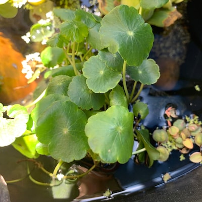 Hydrocotyle Vulgaris Copper Coin Plant, Chinese Coin Plant Marsh ...