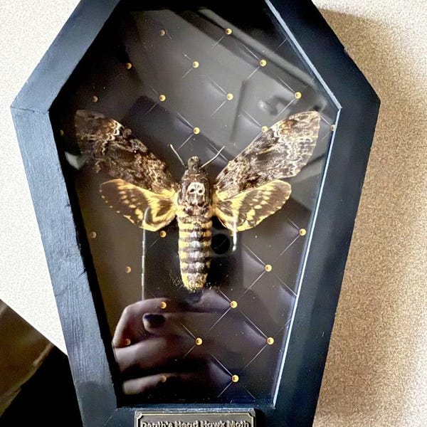 Real Death Head Moth Acherontia Coffin Frame, Black Gothic Hanging ...