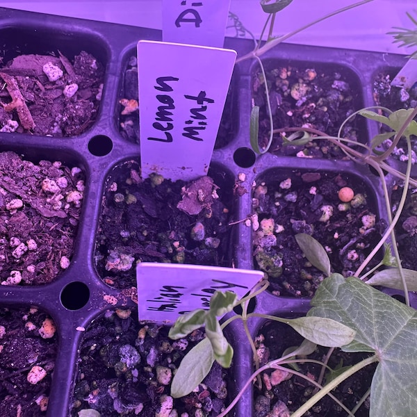 Lemon Mint Seeds - Organic & Non-gmo - Heirloom Herb Seeds - Grow Your ...