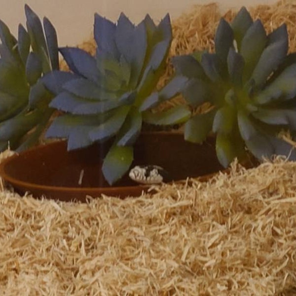 Burrow Buddy Snake Hide MINI - Etsy