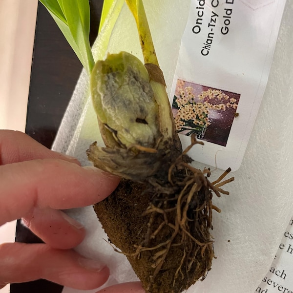 Mini Orchids - Rare - Perfect for Terrariums, Lonopsis, Mini Vandas ...