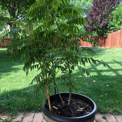 1 Pound FRESH Cow Manure/organic for Plant Growth and Other Uses From ...