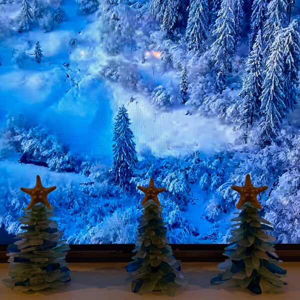 1 to 12 Calico Bay Scallop Pectin Pecten Shells Seashell White and Pink ...