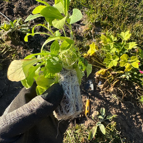 Carex Lurida | Shallow Sedge | Bareroot | Wetland Restoration | Live ...
