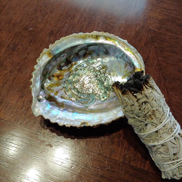 Abalone Shell - Perfect for Smudge Sticks - Alter Tool - High Quality ...