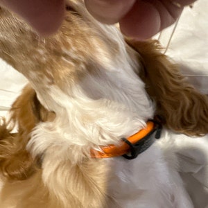 Flexitags Large Fully Anodised Aluminium Slide on Pet Tags - Etsy UK