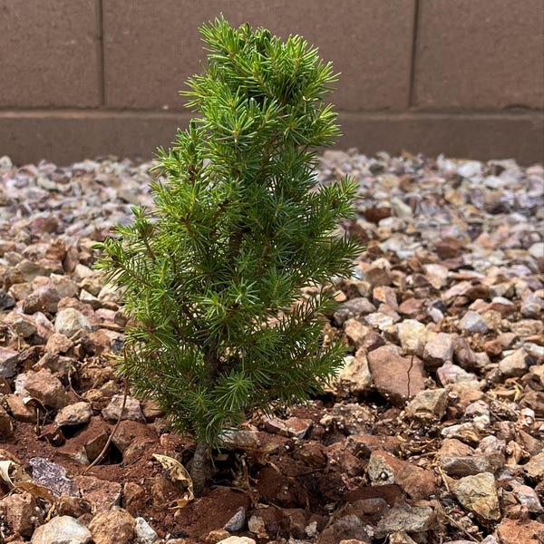 Hydrangea Quercifolia 'pee Wee' - Dwarf Oakleaf Hydrangea - 4" Pot Size ...