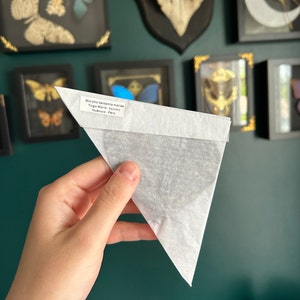 Morphidae Morpho Rhetenor Cacica Mounted Butterflies for Your Art ...