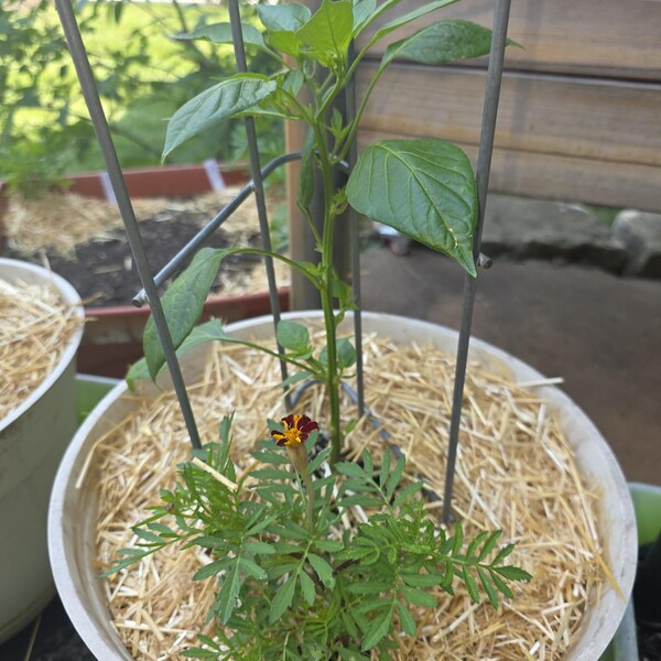 Musa Little Prince (banana) Plant - Small Rooted Starter Plant in Pot ...