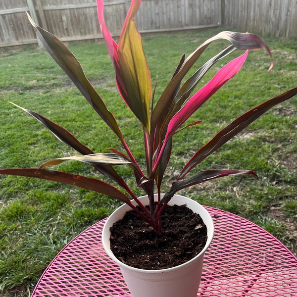 Devil's Ivy, Golden Pots, Epipremnum Aureum Plant - Etsy